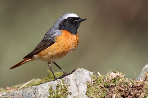 Redstart | The Wildlife Trusts