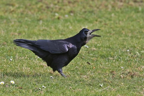 Rook | The Wildlife Trusts
