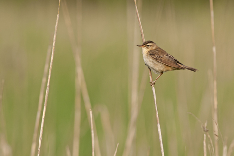Sedge warbler | The Wildlife Trusts