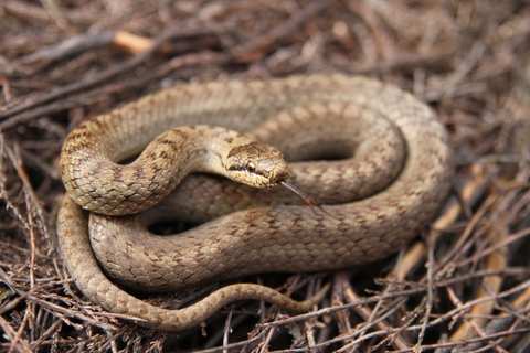 Smooth snake | The Wildlife Trusts