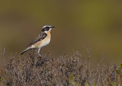 Whinchat | The Wildlife Trusts