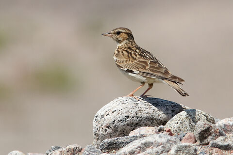 Woodlark | The Wildlife Trusts
