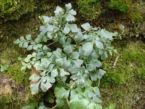 Wall-rue | The Wildlife Trusts