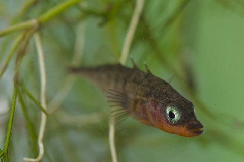 Three-spined stickleback | The Wildlife Trusts