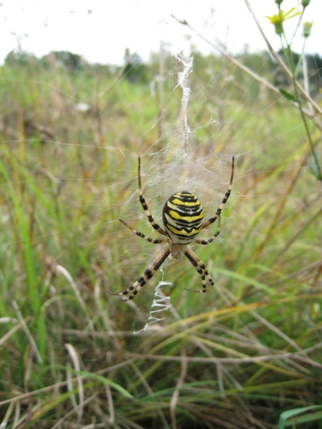 Wasp spider | The Wildlife Trusts