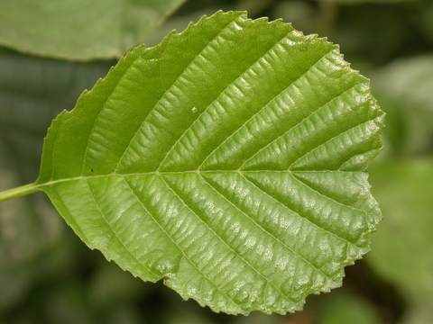 alder leaf facts