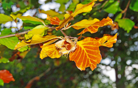 Common beech | The Wildlife Trusts