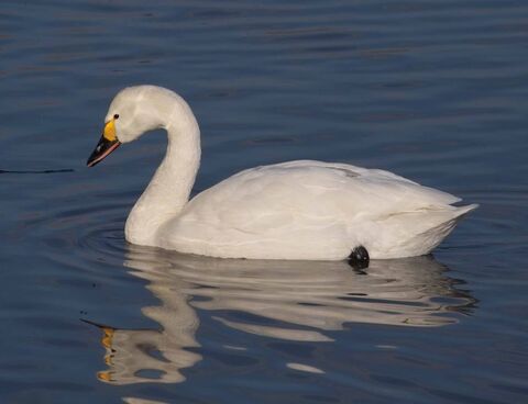 Bewick's swan | The Wildlife Trusts