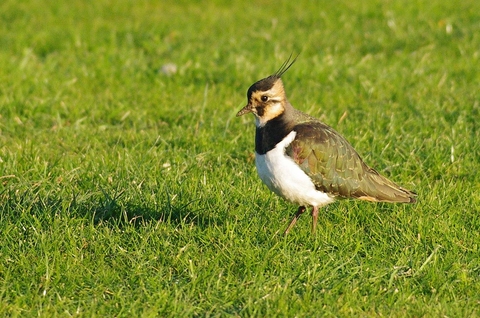 Lapwing | The Wildlife Trusts