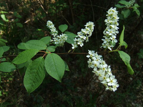 Bird cherry | The Wildlife Trusts