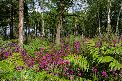 Bracken | The Wildlife Trusts