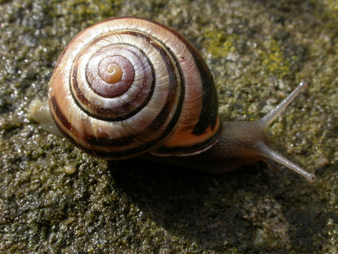 Brown-lipped snail | The Wildlife Trusts