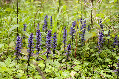 Bugle | The Wildlife Trusts