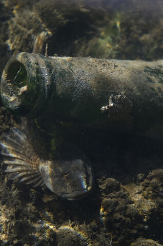 Bullhead | The Wildlife Trusts