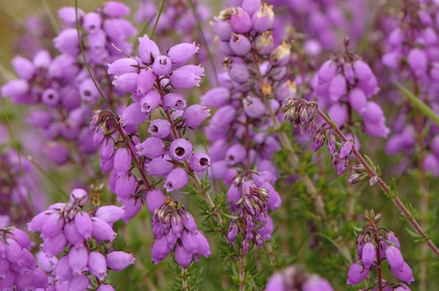 Heather Flower Meaning