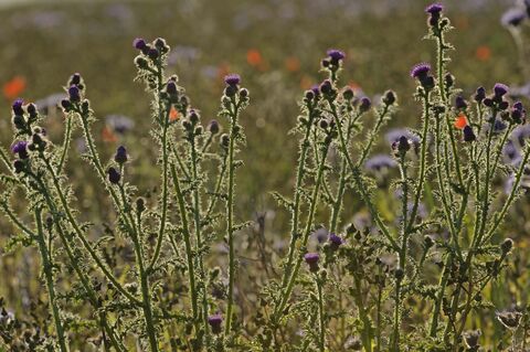 Spear thistle | The Wildlife Trusts