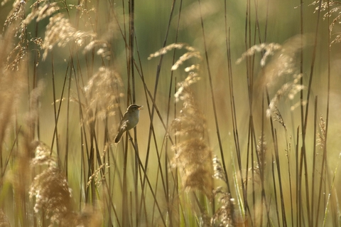 Common reed | The Wildlife Trusts