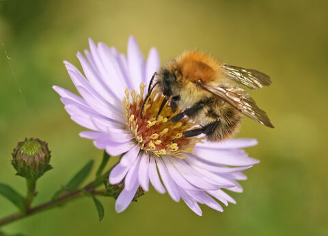 Common carder bee | The Wildlife Trusts