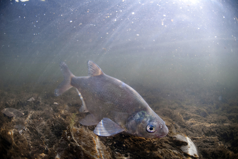 Bream | The Wildlife Trusts