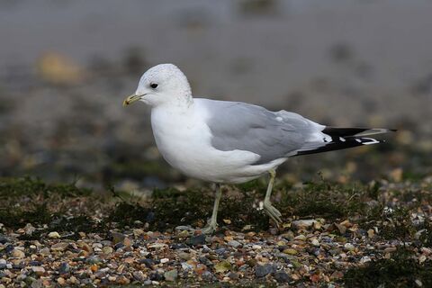 Common gull | The Wildlife Trusts