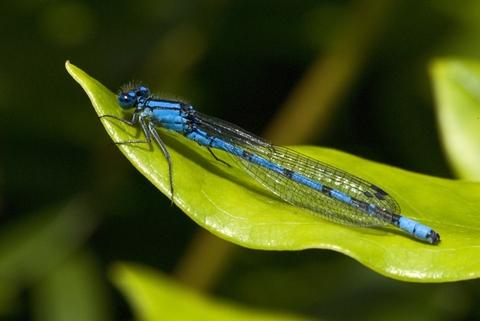 blue insect uk