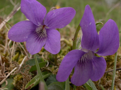 wild viola uk