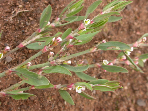 Common knotgrass | The Wildlife Trusts