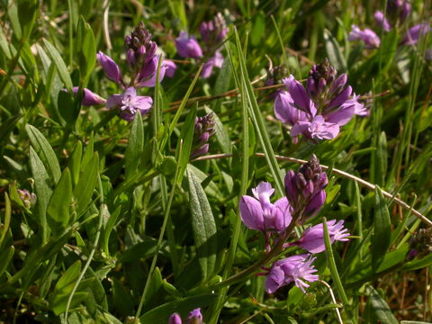 Common milkwort | The Wildlife Trusts