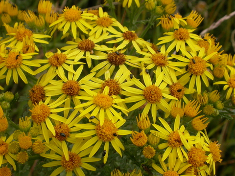 common ragwort