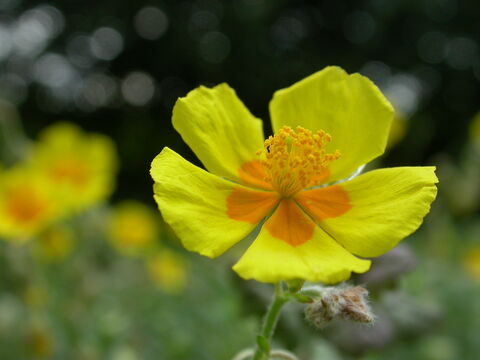 Common rock-rose | The Wildlife Trusts