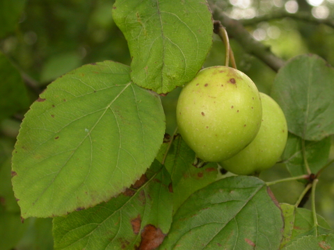 Crab apple | The Wildlife Trusts