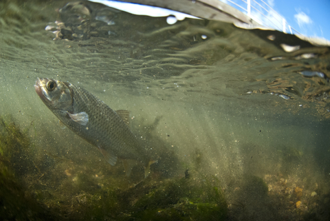 Dace | The Wildlife Trusts