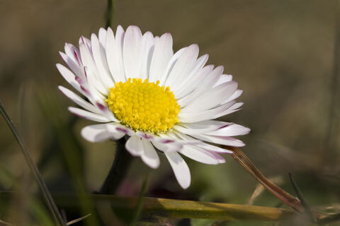 Common daisy | The Wildlife Trusts