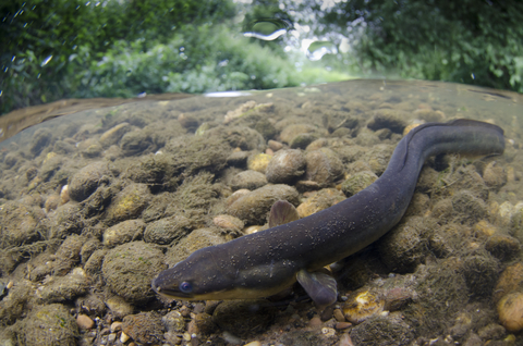 Eel | The Wildlife Trusts