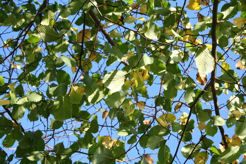 elm identification uk
