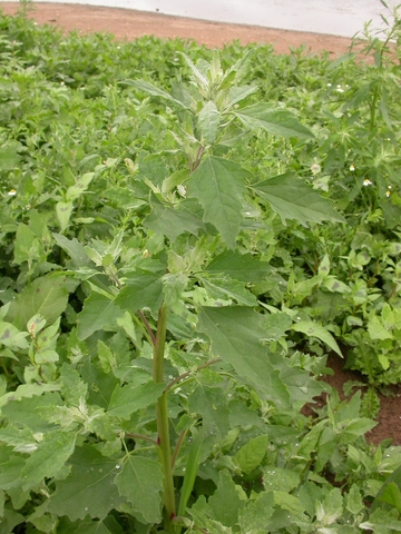 Fat hen | The Wildlife Trusts