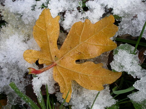 Field maple | The Wildlife Trusts