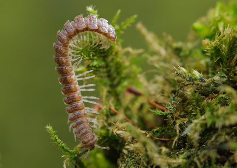 Flat-backed millipede | The Wildlife Trusts
