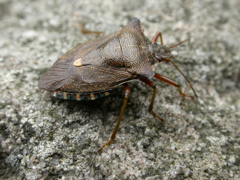 Forest bug | The Wildlife Trusts