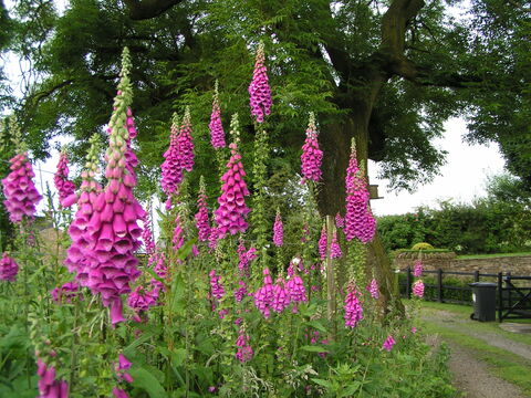 Foxglove | The Wildlife Trusts
