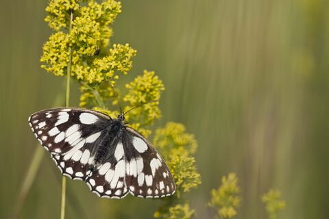 Invertebrates | The Wildlife Trusts