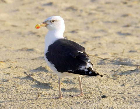 Great black-backed gull | The Wildlife Trusts