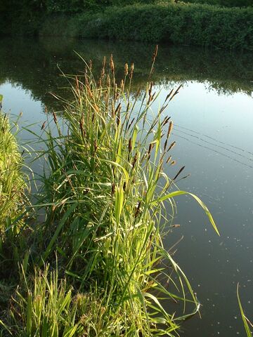 Greater pond sedge | The Wildlife Trusts
