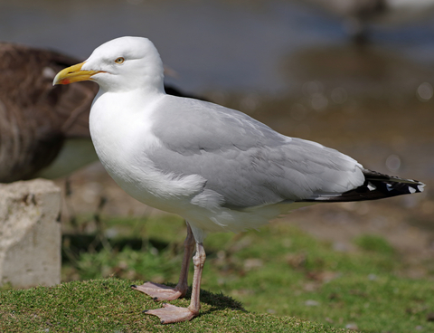 Herring gull | The Wildlife Trusts