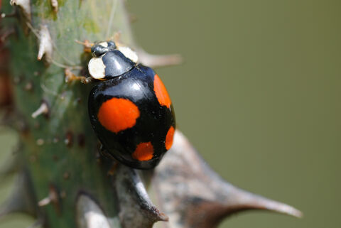 Harlequin ladybird | The Wildlife Trusts