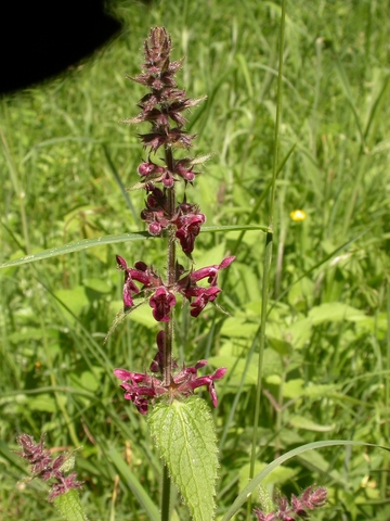 Hedge woundwort | The Wildlife Trusts
