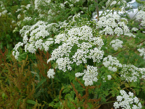 Hemlock | The Wildlife Trusts