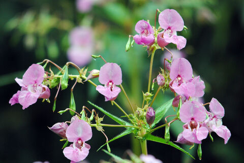 Himalayan balsam | The Wildlife Trusts