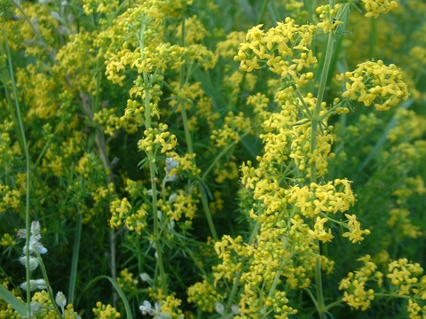 heath bedstraw uses