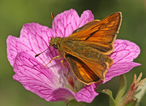 Large skipper | The Wildlife Trusts